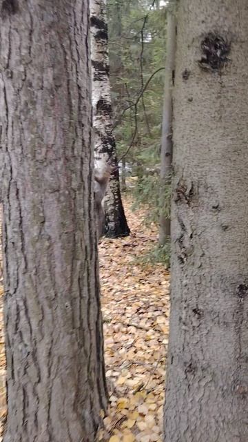 Белка в Канском парке ©20251028