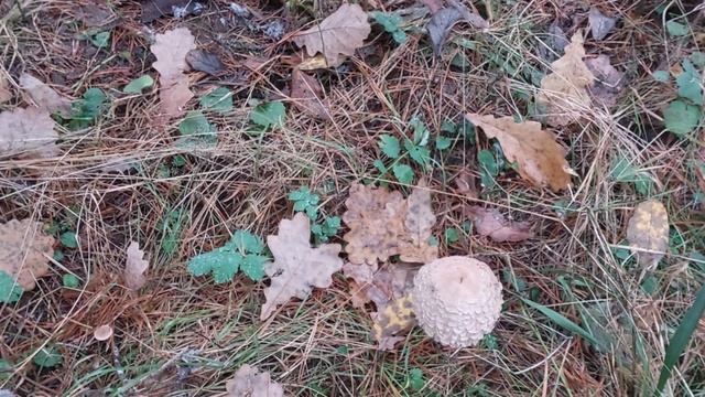 Грибы в нояре. Зонтики!