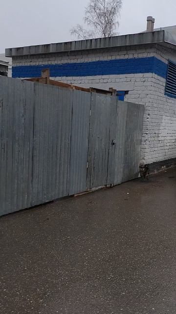 №331. Двор Сибирская 73. 20 апреля 2025 г., 13:29:02. VID_20250420_132841194