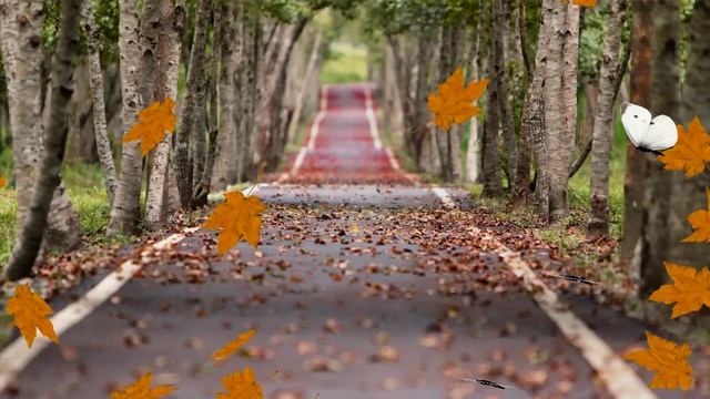 ФУТАЖ - ПОЗДНЯЯ ОСЕНЬ