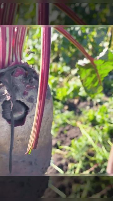 И еда и дом 🤣