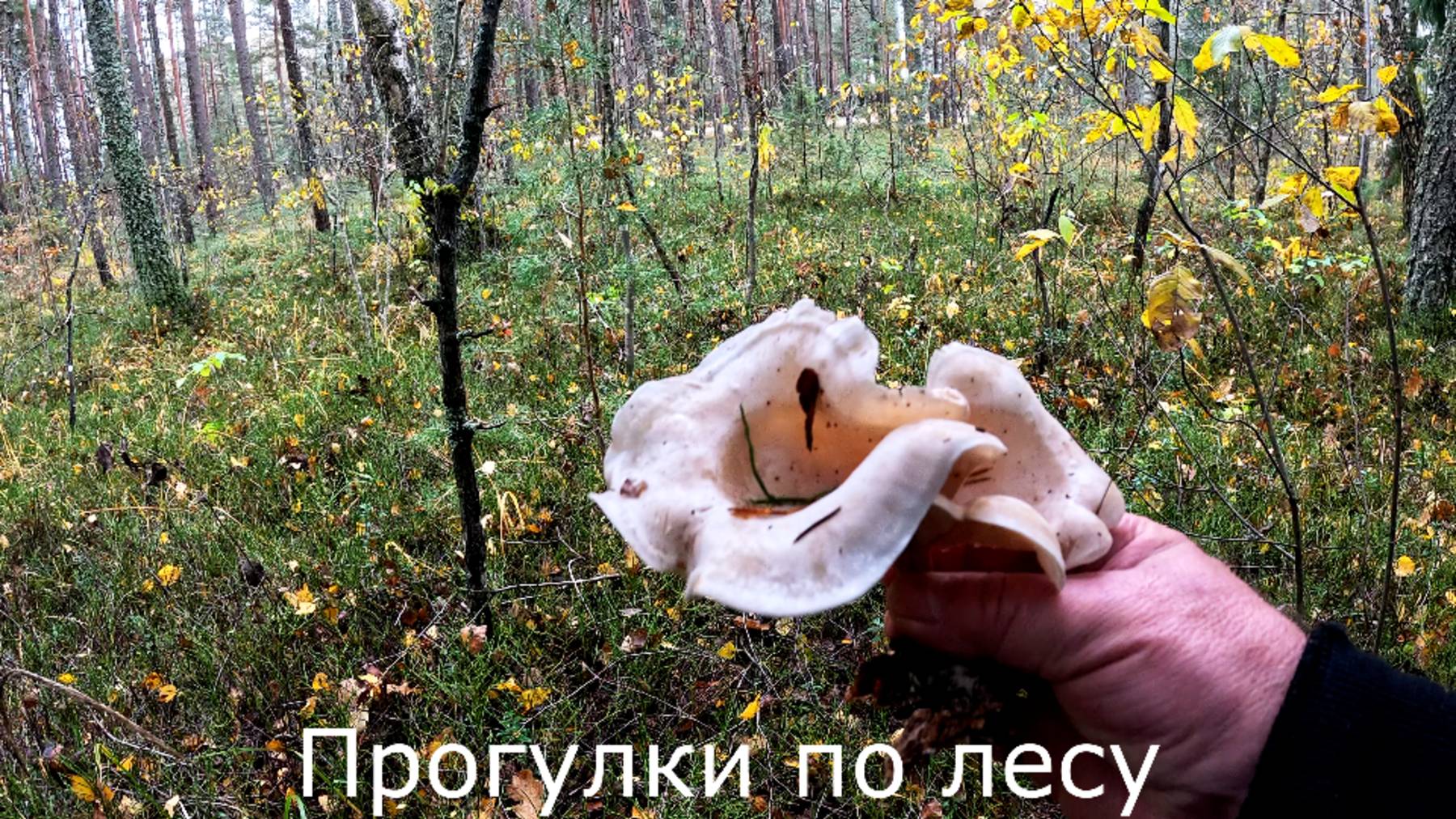 Прогулки по лесу.  Понемногу появляются разные грибы. Но штучно.