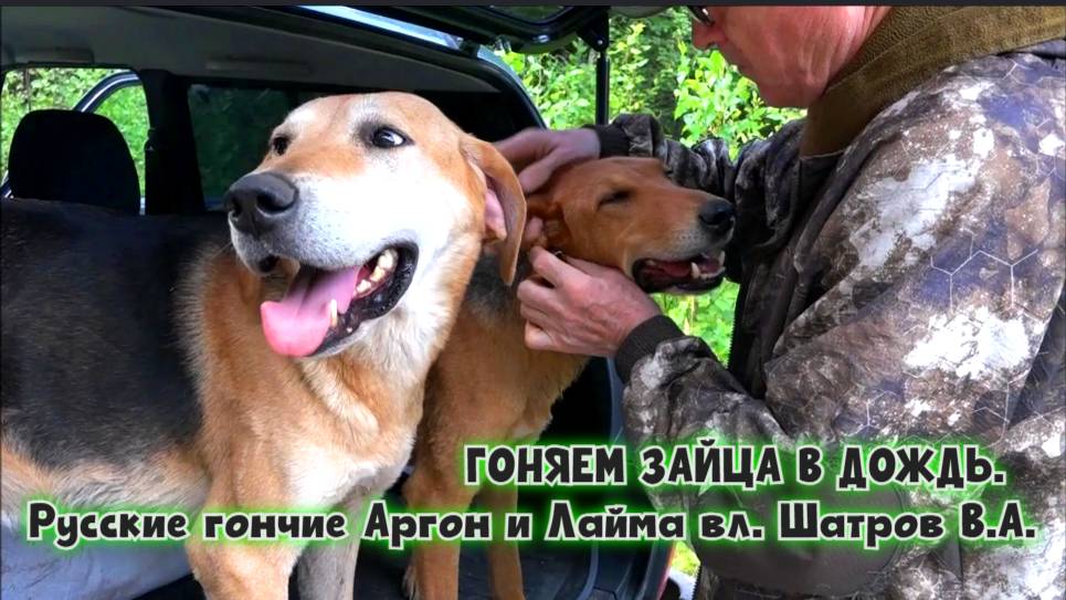 ГОНЯЕМ ЗАЙЦА В ДОЖДЬ.Русские гончие Аргон и Лайма вл. Шатров В.А.#охотасгончей#собака#топ #hunting