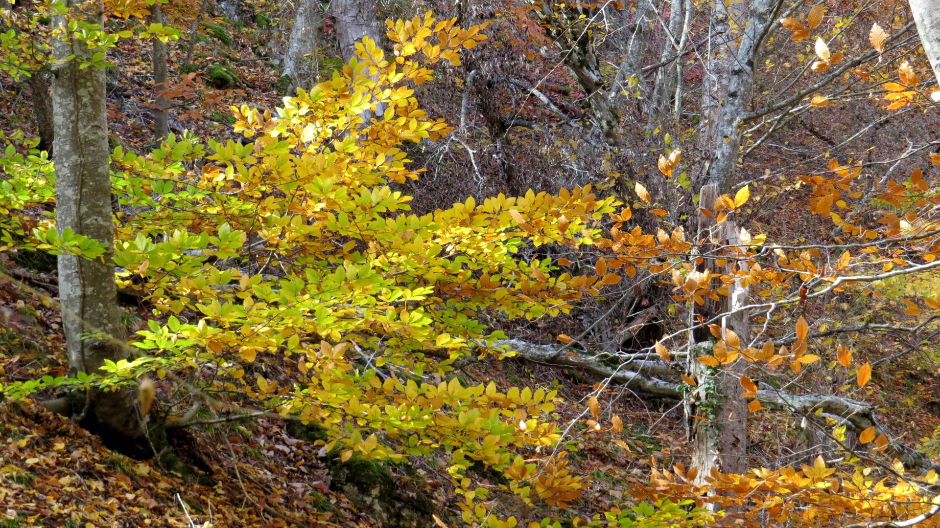 Осенний Кизилташ. Часть 2.