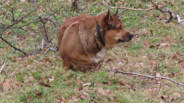 Федя и Кнопка)