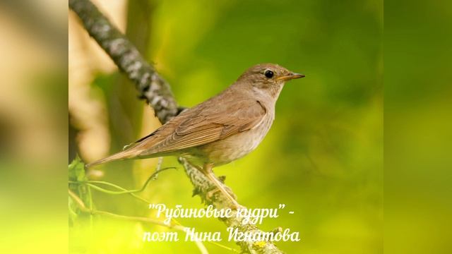 "Рубиновые кудри" - поэт Нина Игнатова