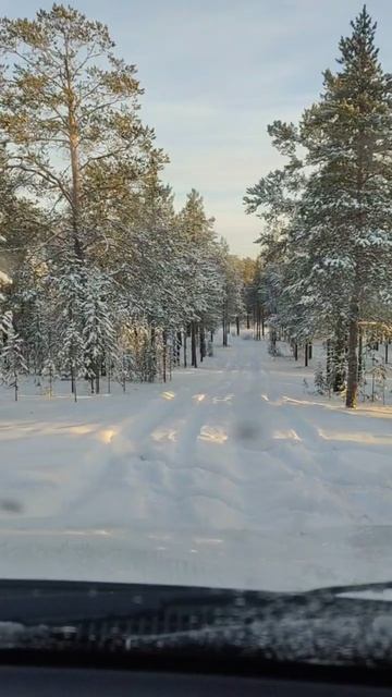 Лес магов красивый