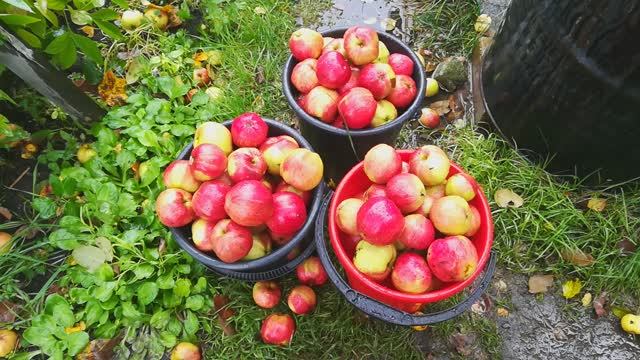 Кто портит яблоки?... 🧐🍎🦊🐭🦔🐇