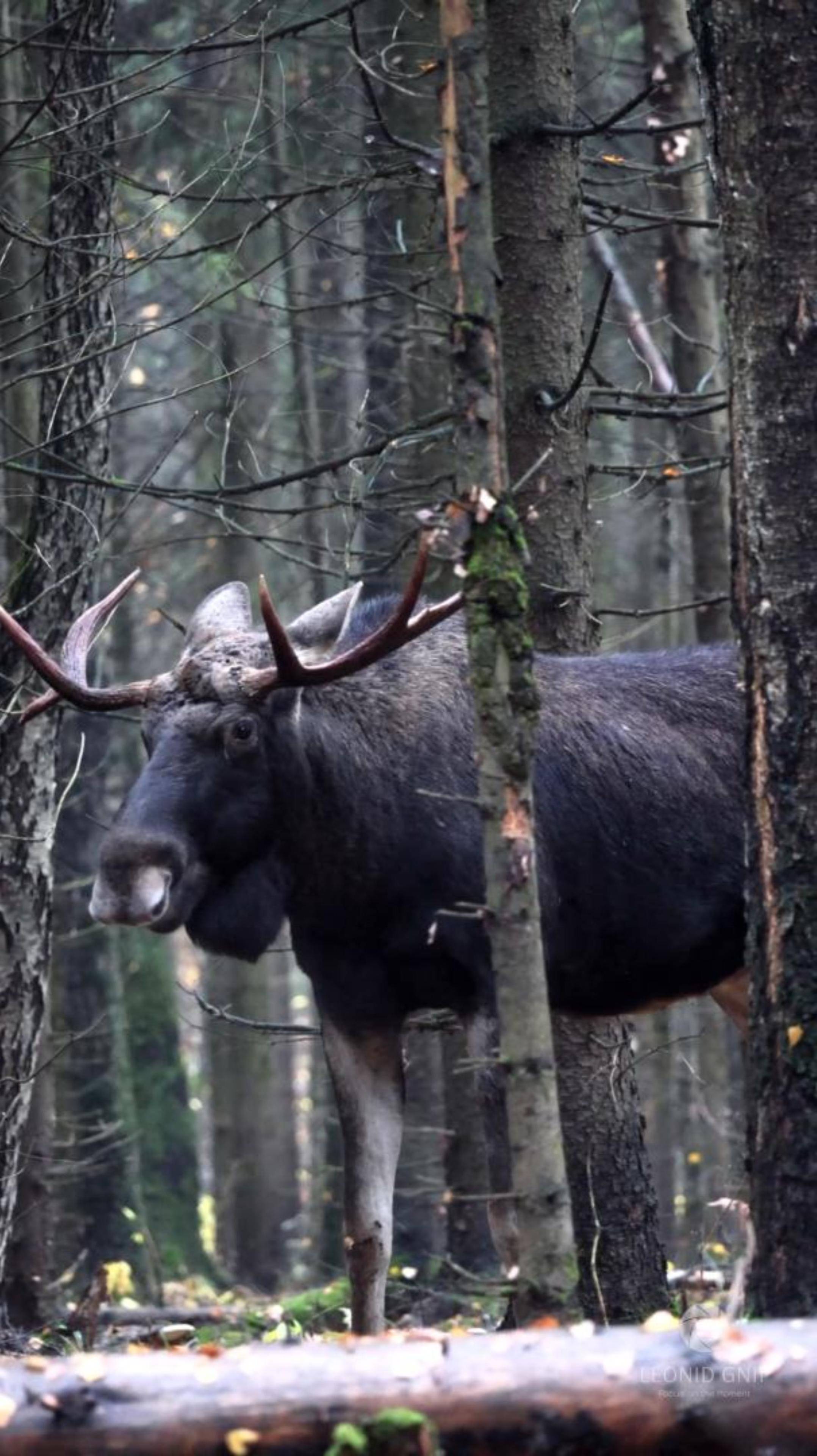 Лосиная жизнь