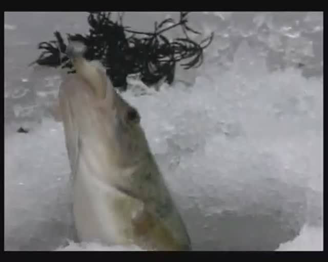 На какие приманки зимой на Ахтубе ловят Обыкновенного окуня (European perch) — Perca fluviatilis ?