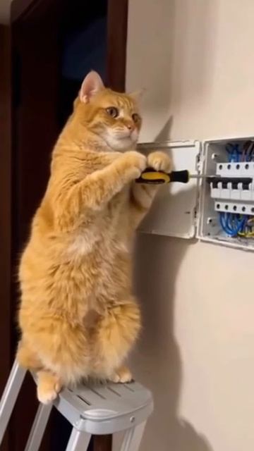 #смешныевидео
