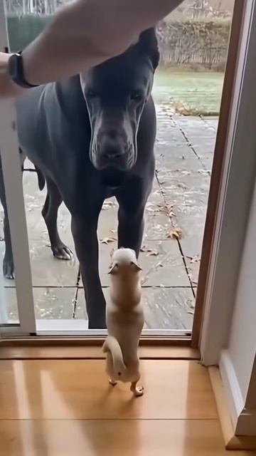 Лев за дверью.