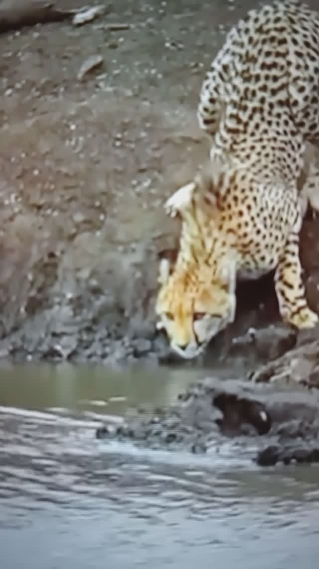 Гепарды на охоте😯😳🤔#Shorts