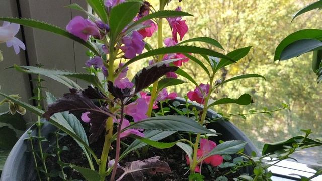 Забрала частичку лета домой:  какие цветы взяла из сада домой