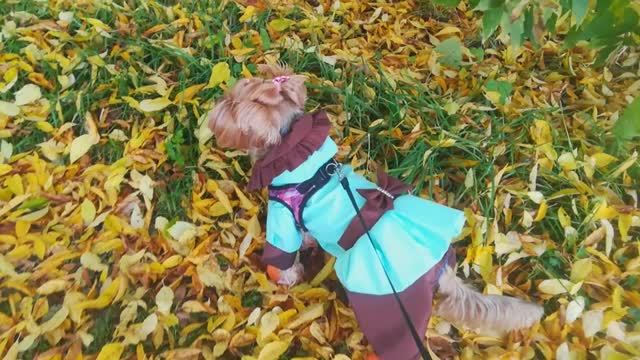 Листик, листопад... 🥰🐕🍁🍁🍁