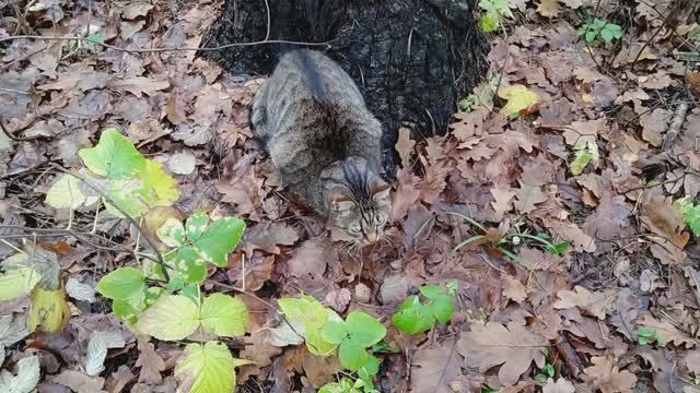 Лес в начале ноября 2025. Грибы