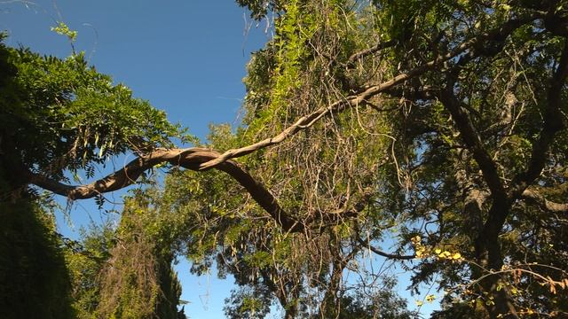 Окрестности Ливадийского дворца. Ливадия. Нижняя Ареанда. Пляжи Нижней Ареанды 4K