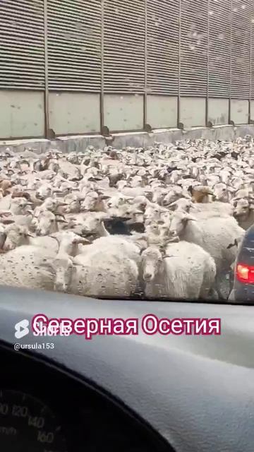 Пробка из баранов в Северной Осетии. Съёмки 2024 год. #путешествия #севернаяосетия #смешныевидео