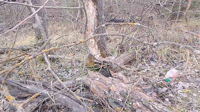 🔎🕵️Поиск грибов: Вешенки и не только— мини влог о грибных приключениях 🍄