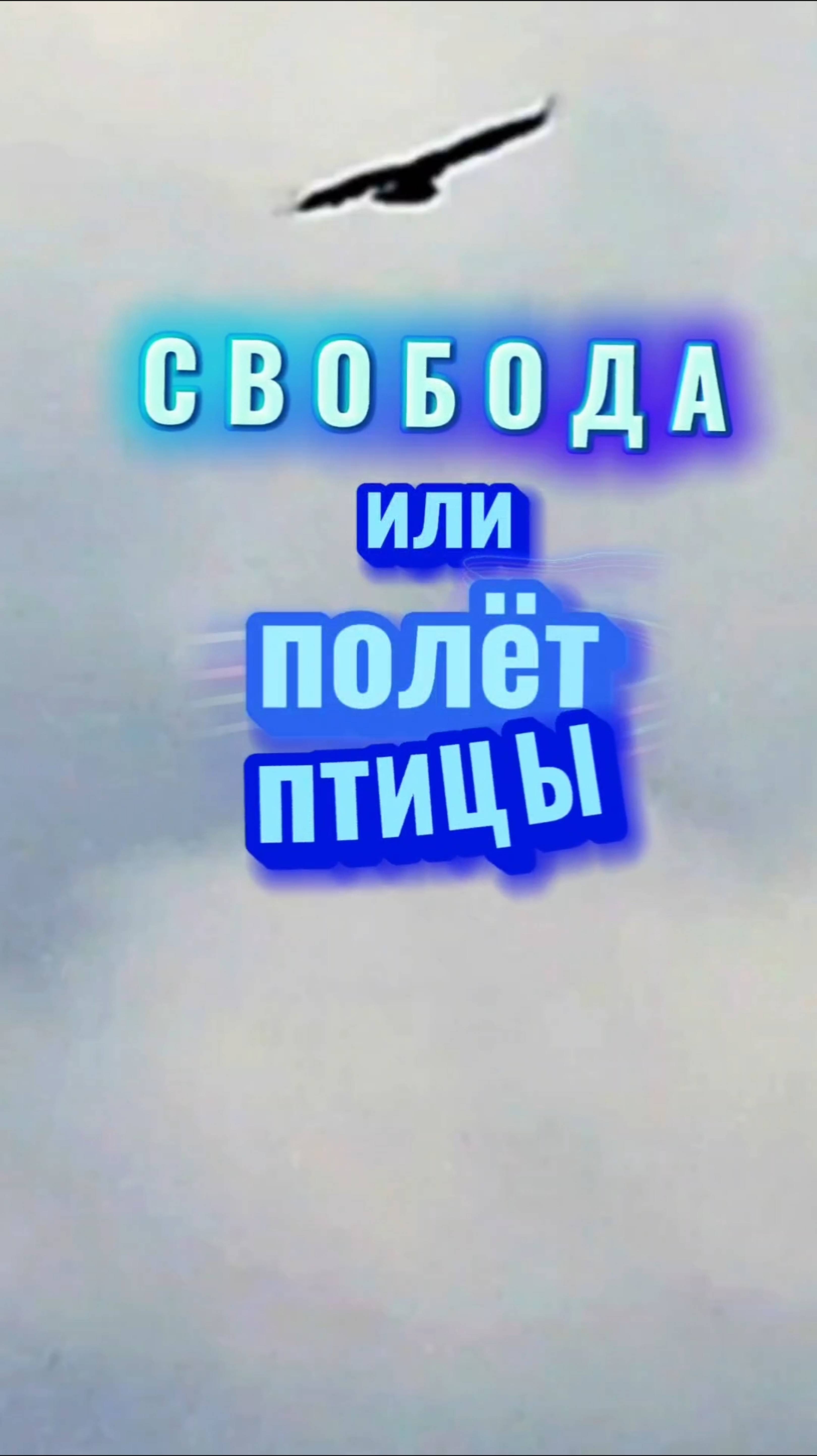 СВОБОДА или ПОЛЁТ ПТИЦЫ #потоковое, #свобода, #полет, #птицы, #творчество