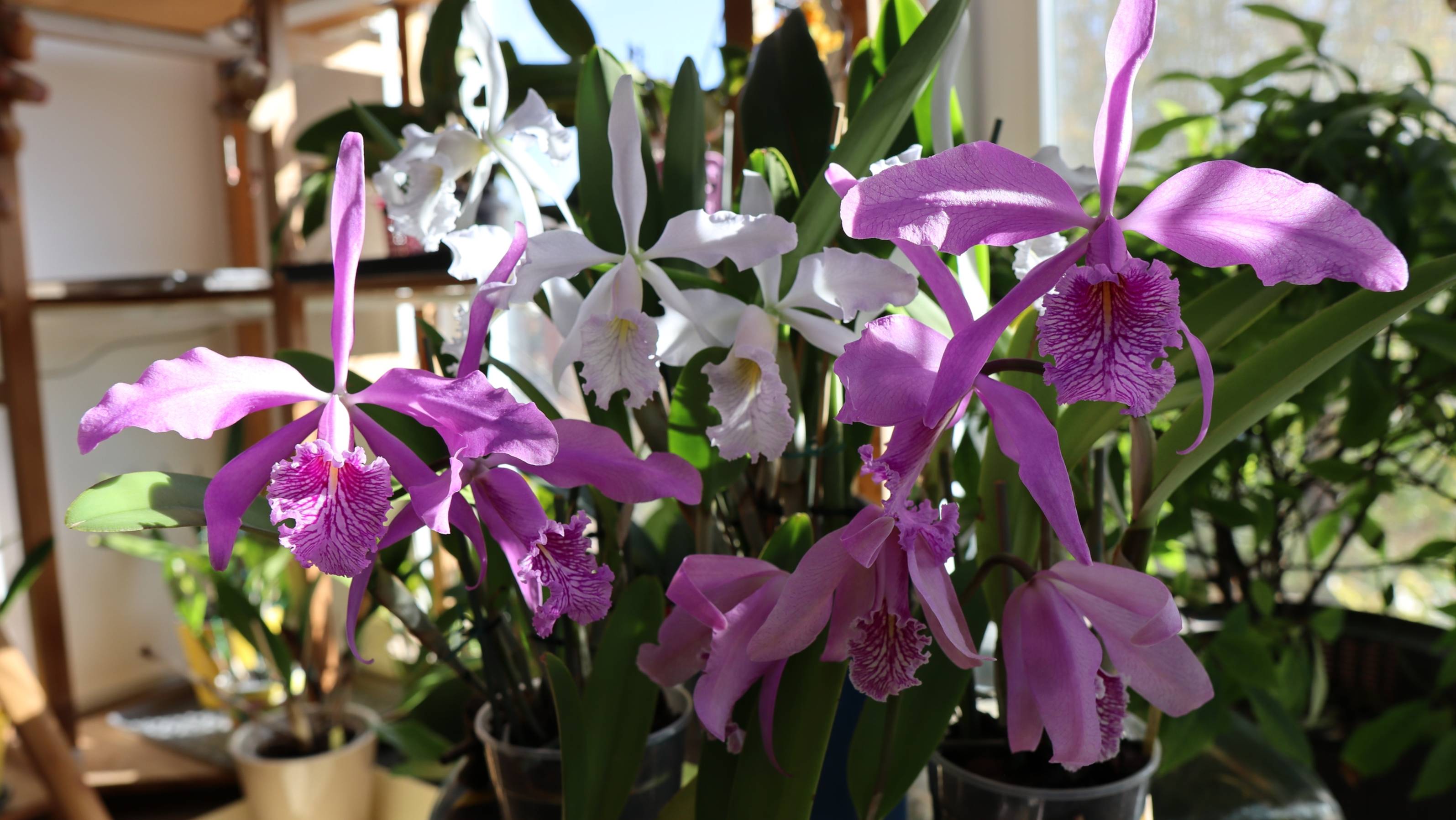 Праздник Cattleya maxima
