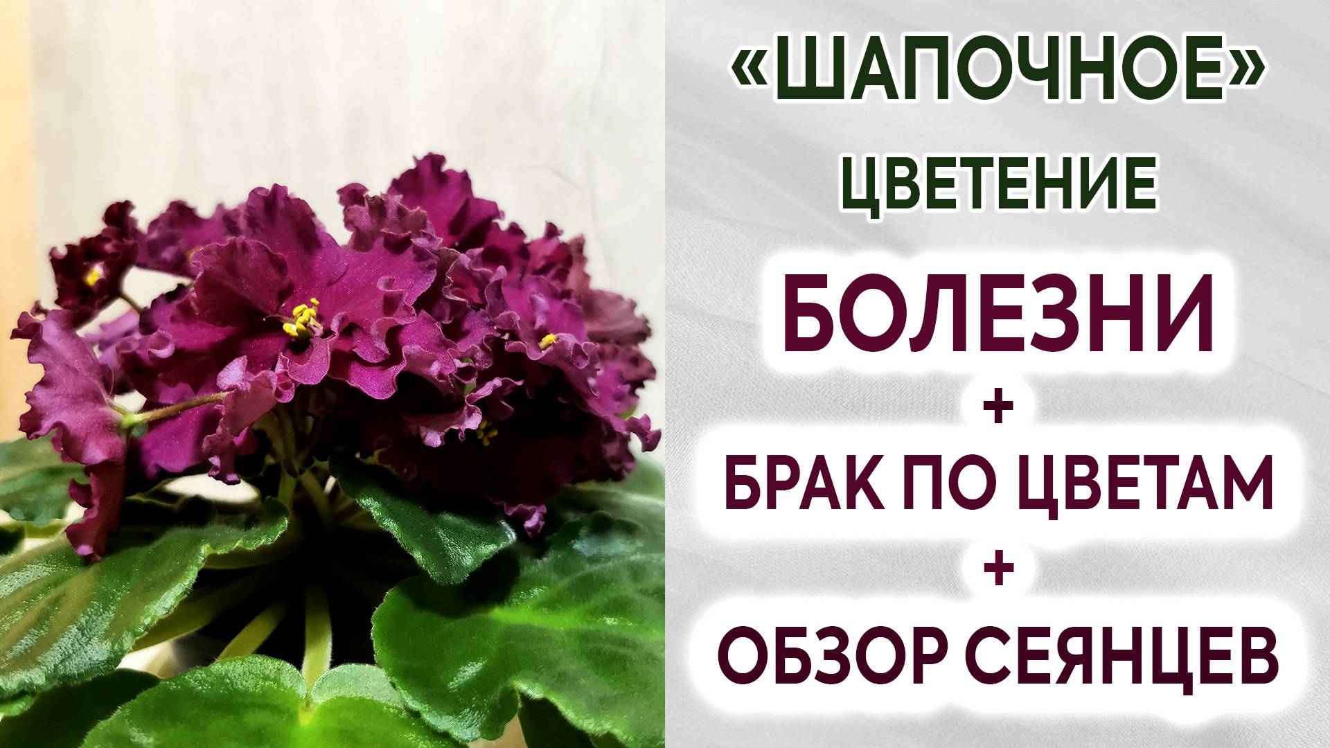 Болезни фиалок. Брак по цветам. Обзор сеянцев. Шапочное цветение.
