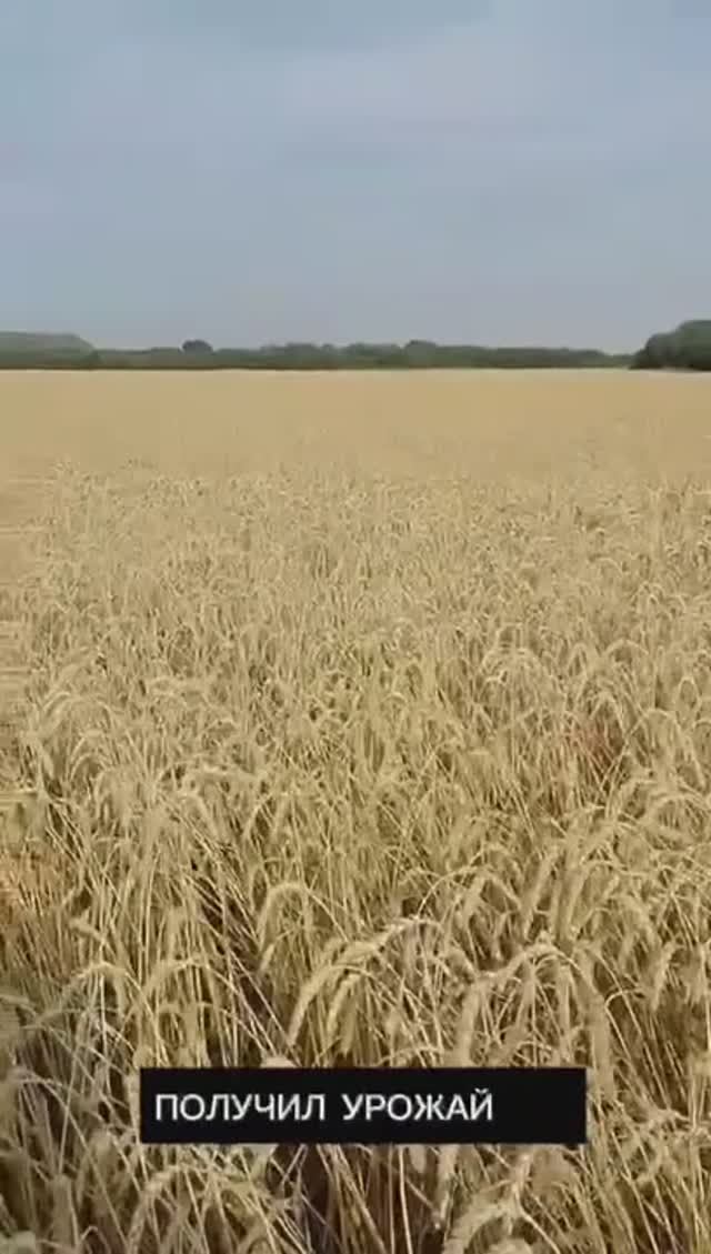 Яровая пшеница Нерда в Оренбургской области