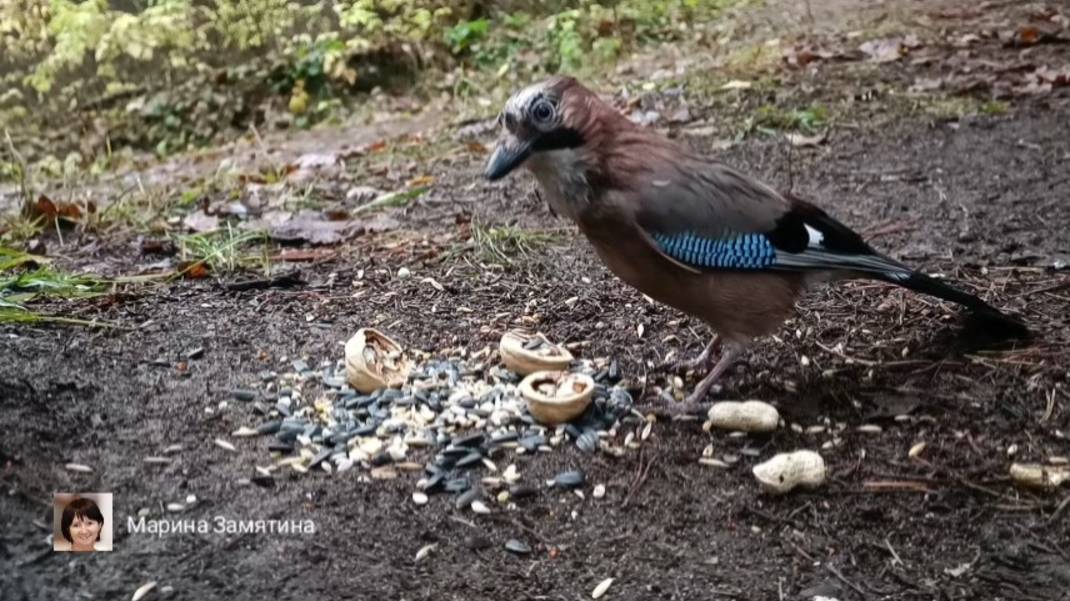 Экотерапия 53 серия.