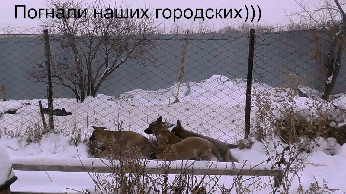 Погнали наших городских)))