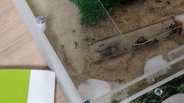 Муровьи приехали