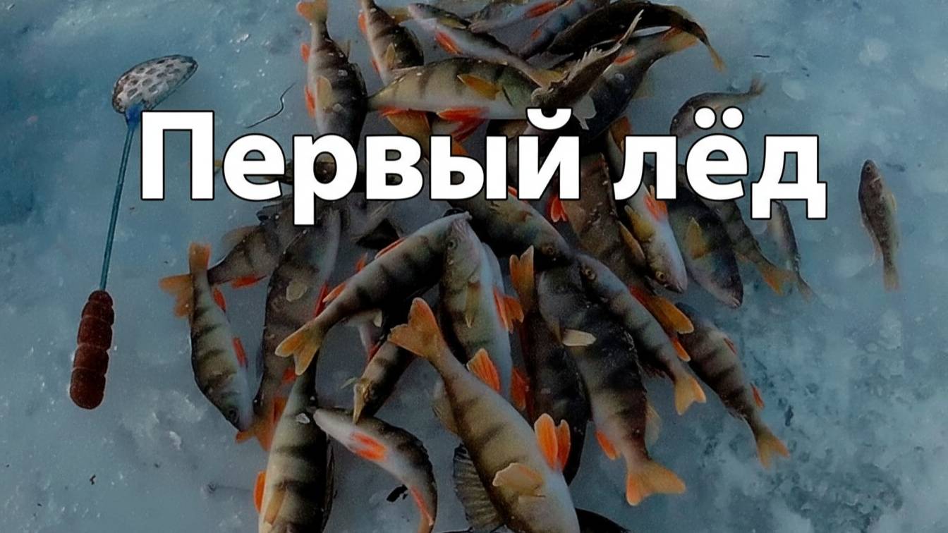 Рыбалка. Первый лёд. Окунь.