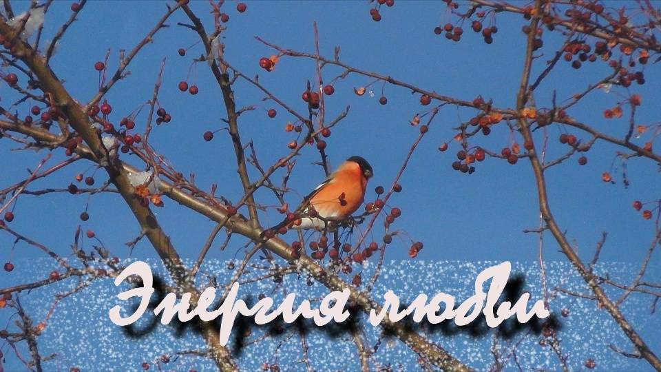 А за городом зима-зима и снегири❄️#relax Наполняет энергией любви