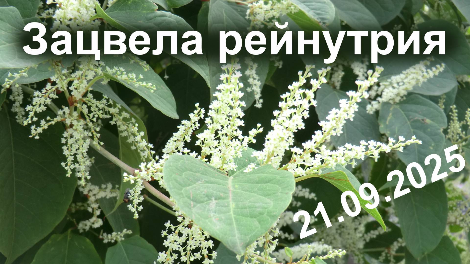 Зацвела рейнýтрия.  21.09.2025