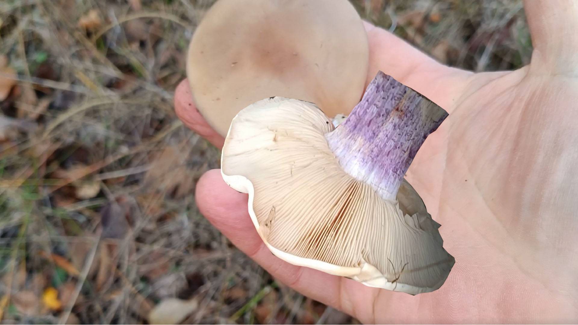 синеножка пол-корзины, подтопольники чуть-чуть