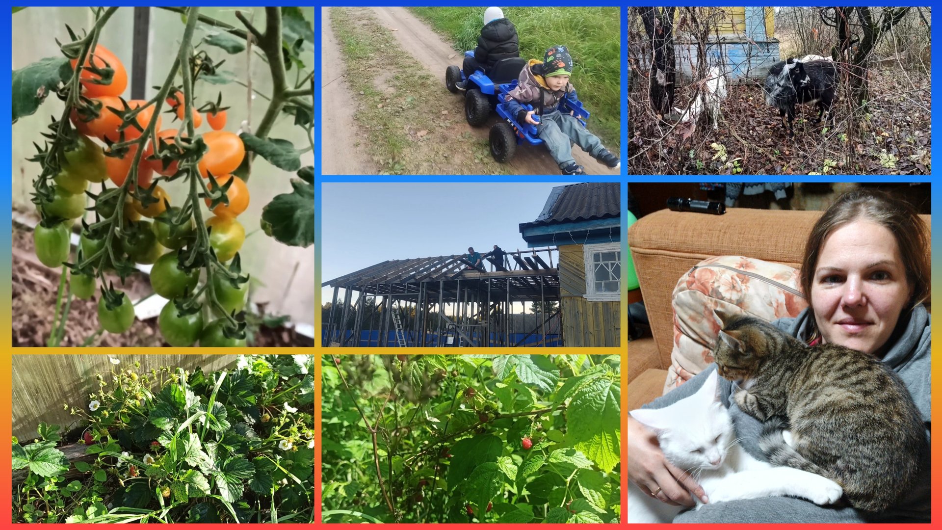 Холодное лето, стройка хоз двора, готовлю коз к следующему сезону.