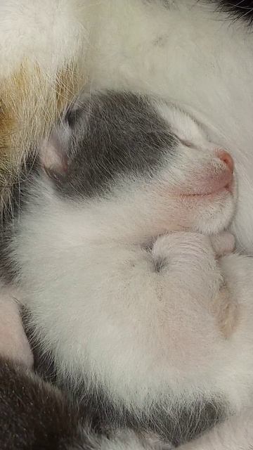 Сладкий котенок спит у мамки на животе