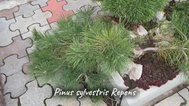 Pinus sylvestris Repens