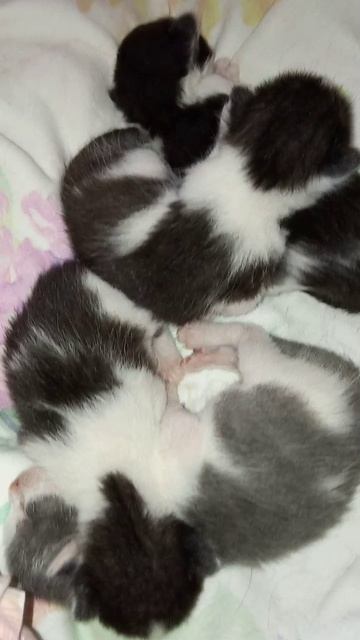 Маленькие котятки спят