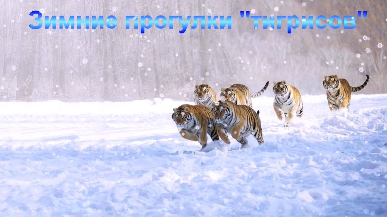 Зимние прогулки "тигрисов"