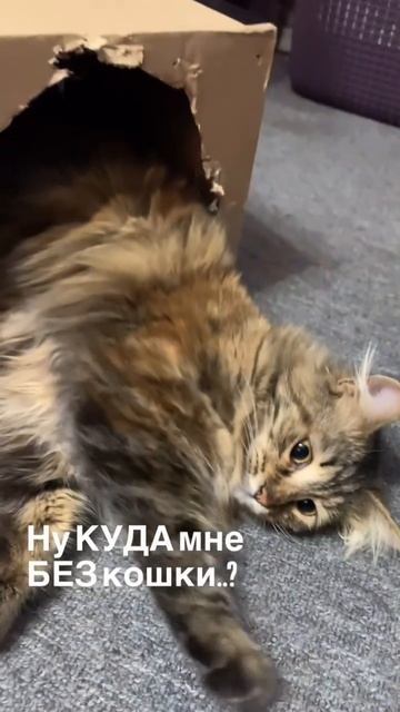 Ну куда мне без кошки? Куда? 💗 🐈