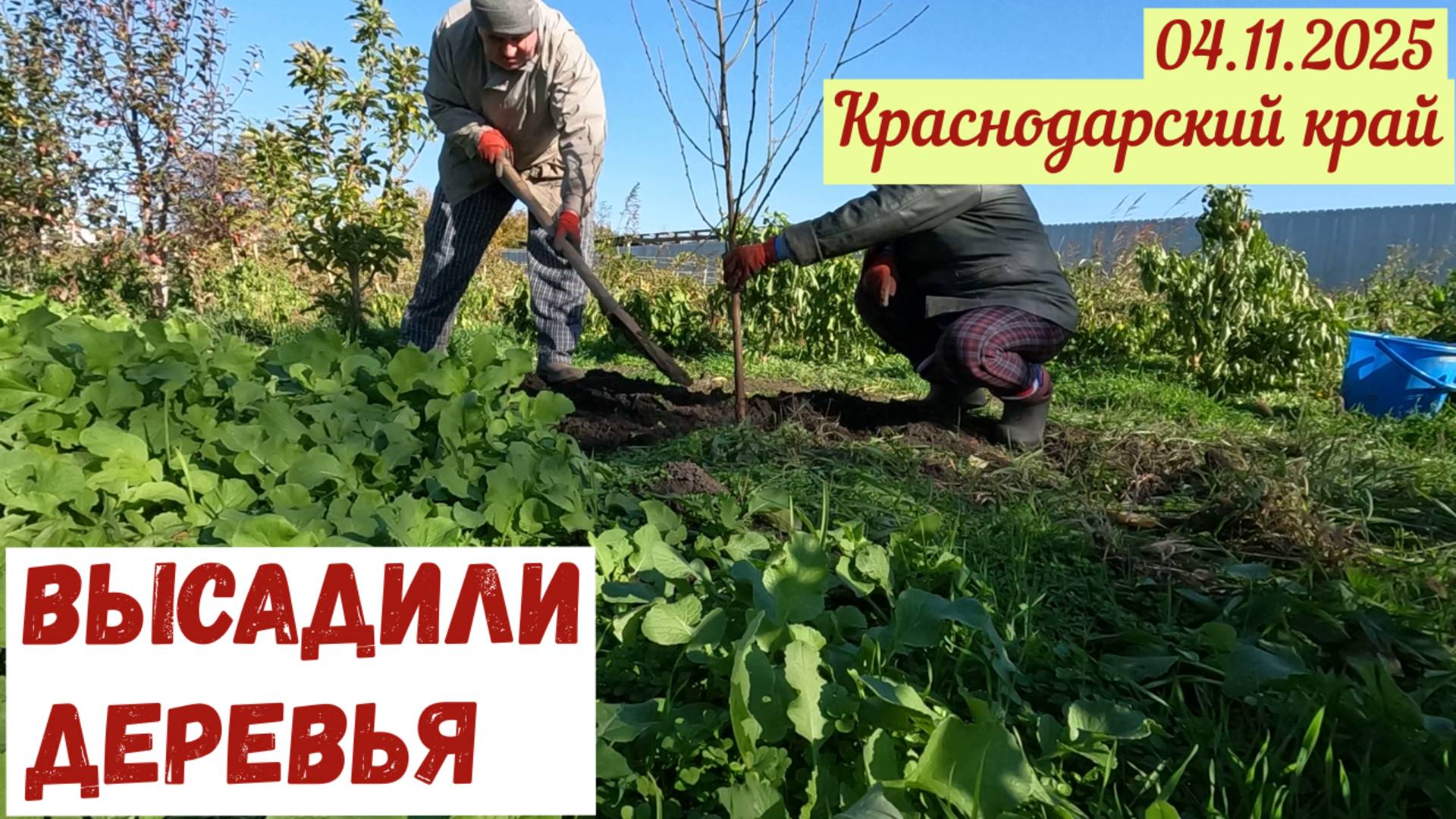 Высадили деревья на нашем участке(04.11.2025).