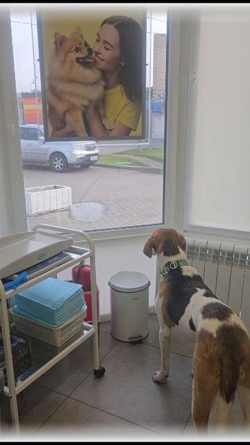 Лучший поход Пряника к врачу 04-11-2025