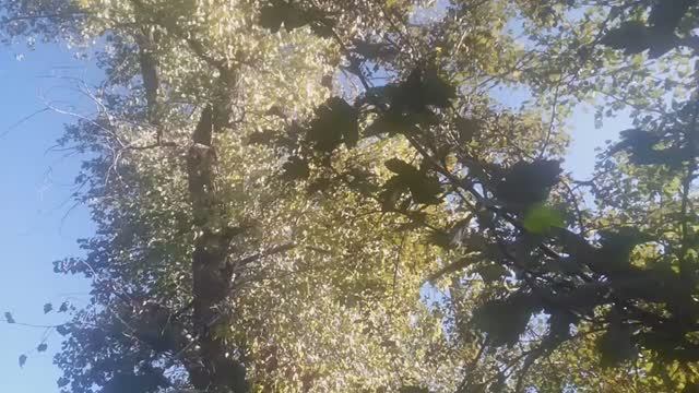 Бурый медведь, сидящий на ветке дерева.