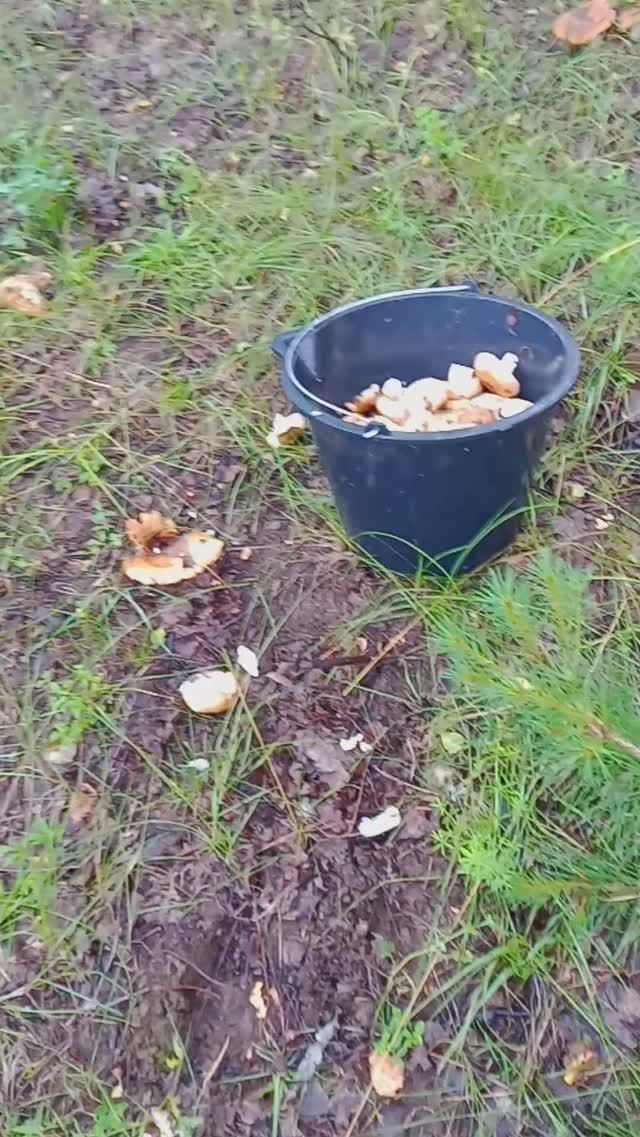 Грибы ведрами.