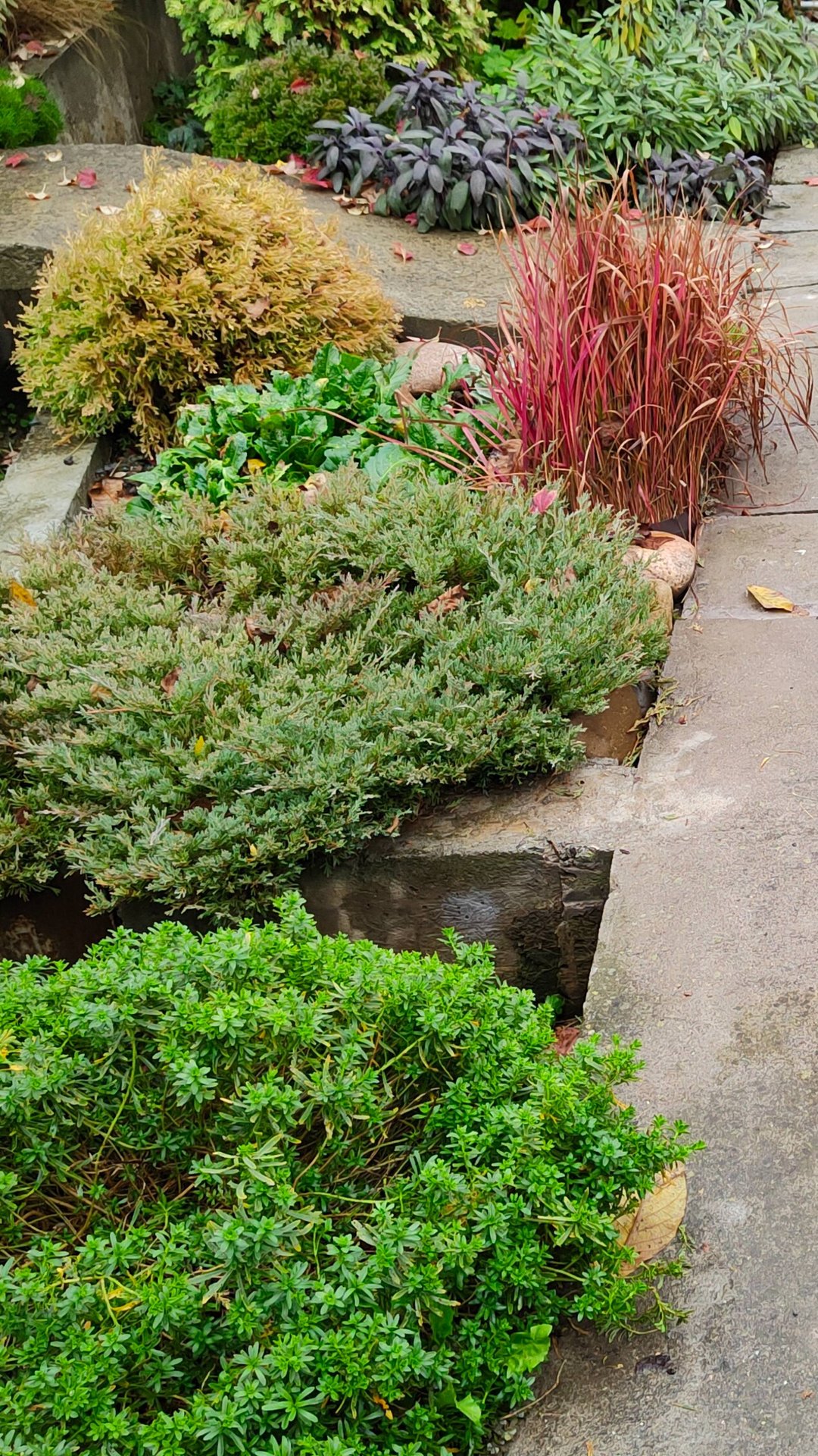 Три любимых злака: мискантус Зебрина, хаконехлое Олл голд и императа Ред Барон 27.10.25 г.Пятигорск