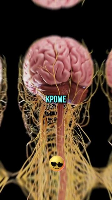 Что произойдёт, если есть темный шоколад каждый день 🍫❤️🧠