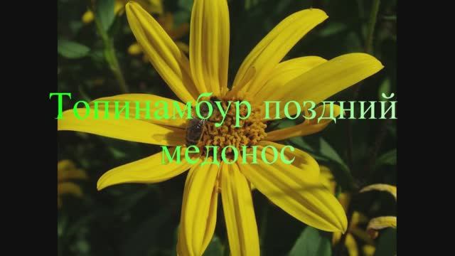 Топинамбур поздний медонос