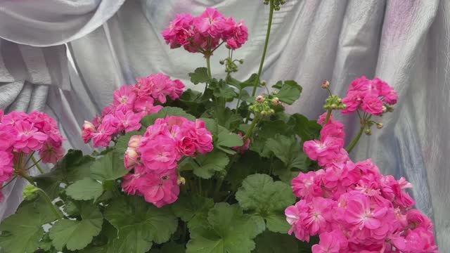 Обзор сорта пеларгонии ЮГ ВЕСЕННИЕ НОТКИ.