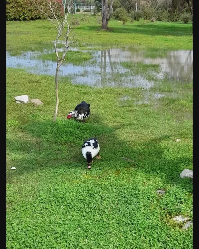 Музыка с бывших болот Адлера/ Сириуса