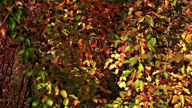 Алексей Рыбников. Сны Татьяны.